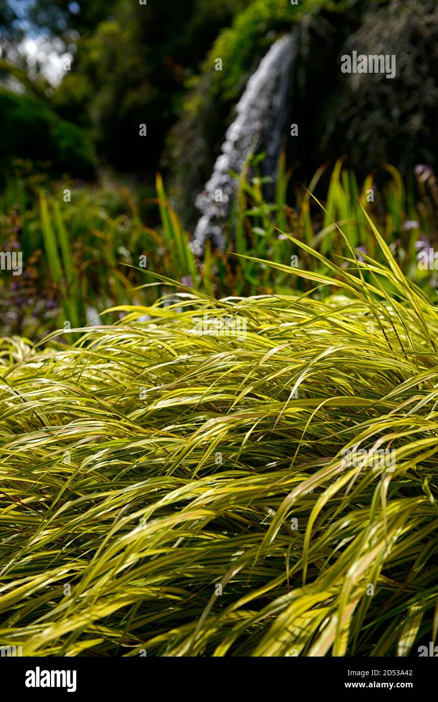 Japanese Grass For Shade Hakonechloa Macra (Japanese Forest Grass
