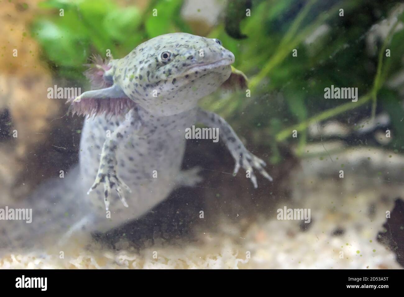 Axolotl Swimming in Aquarium, Looking Outside Stock Photo - Alamy
