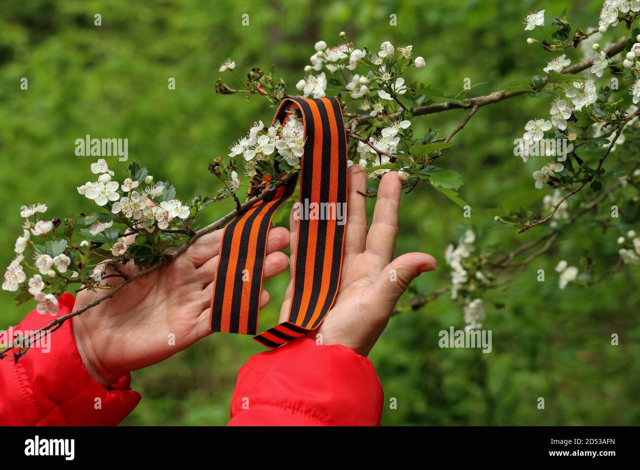 Shot of an arrangement of George ribbon with the flowering branch in a ...