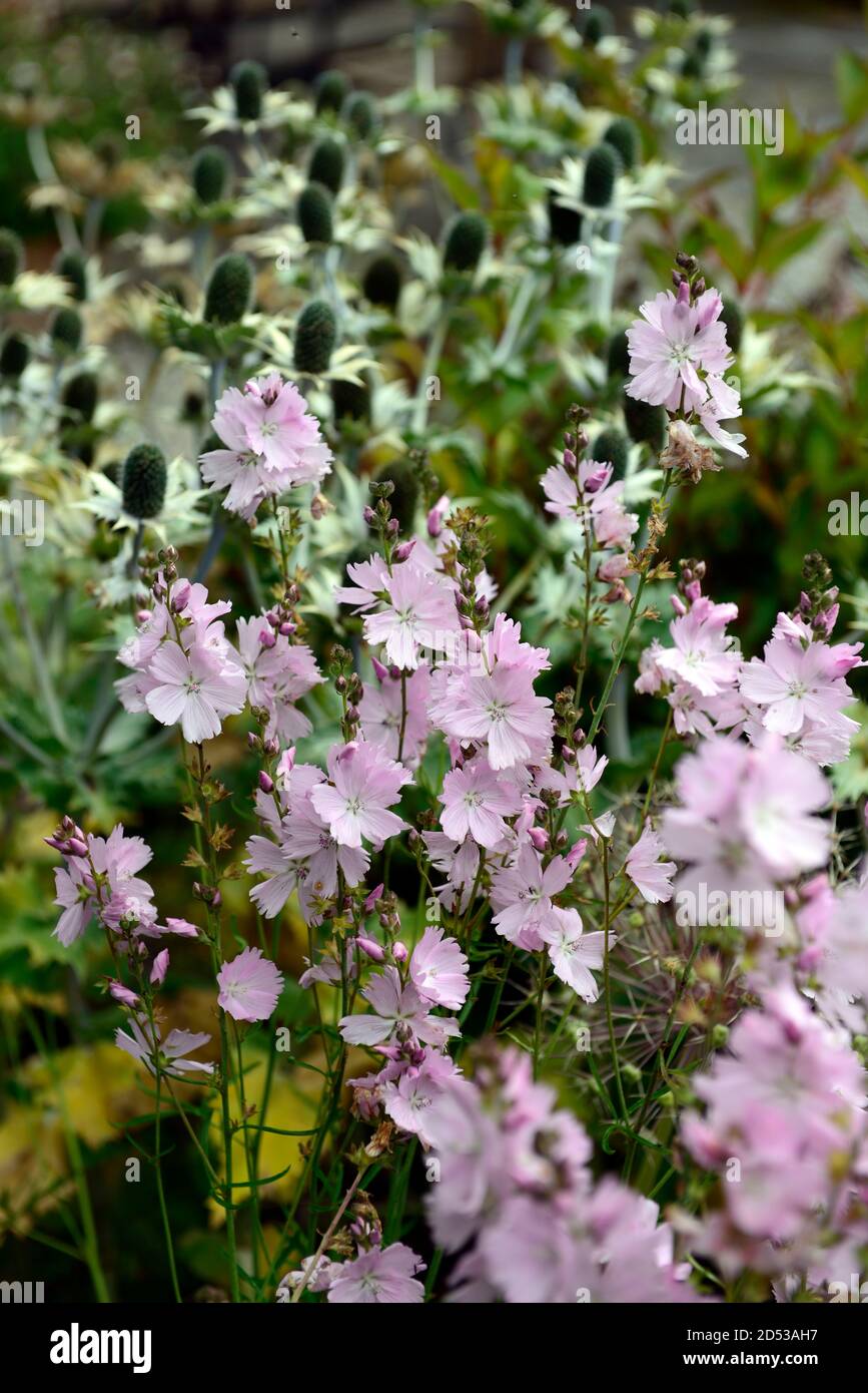 Sidalcea ‘elsie heugh’ hi-res stock photography and images - Alamy
