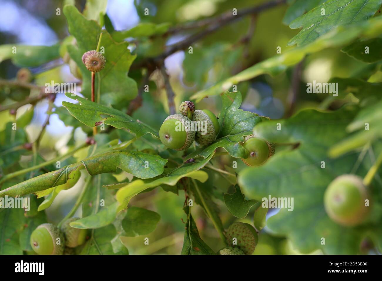 Closeup shot of an oak branch with green leaves and acorns Stock Photo ...