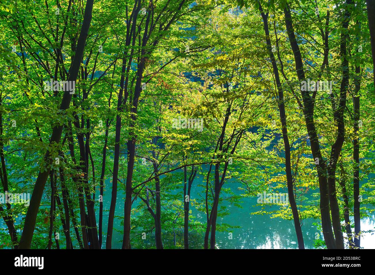 Beautiful landscape with pond and trees, backlight Stock Photo - Alamy