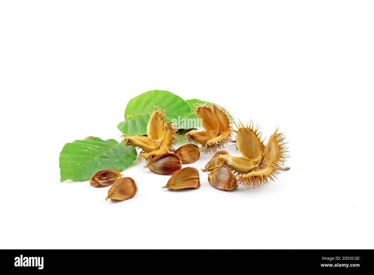 Beech tree seed hi-res stock photography and images - Alamy