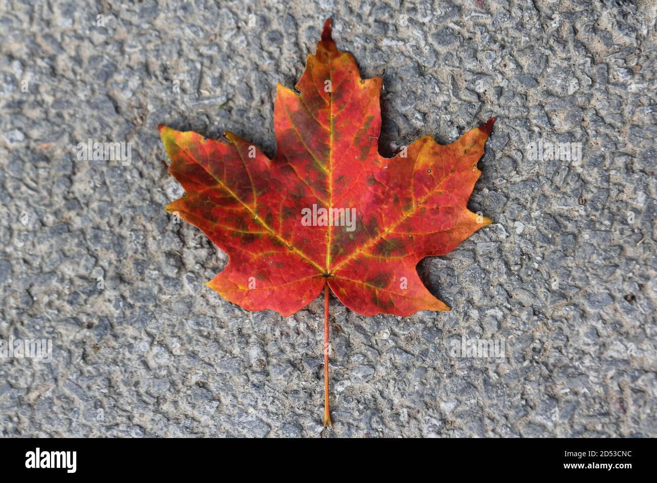 Orange Maple Leaf