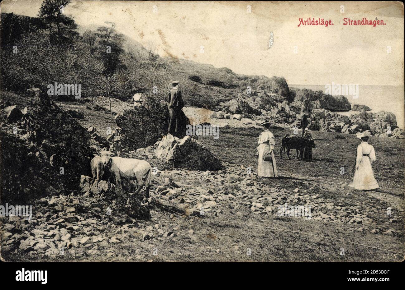 Arildsläge Torekov Schweden, Strandhagen, Ziegen am Strand, Felsen ...