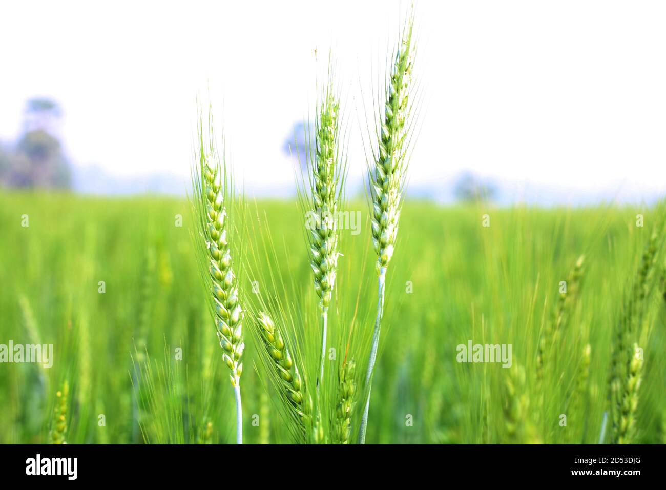 Green Wheat Plantation Field Stock Photo - Alamy