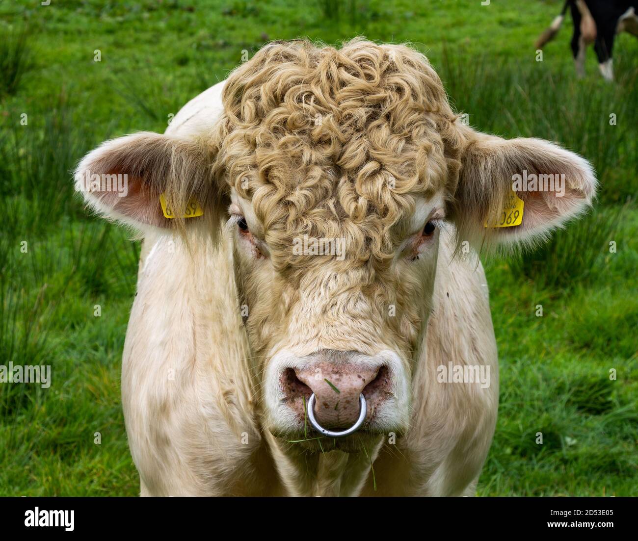 Bovine bull hi-res stock photography and images - Alamy