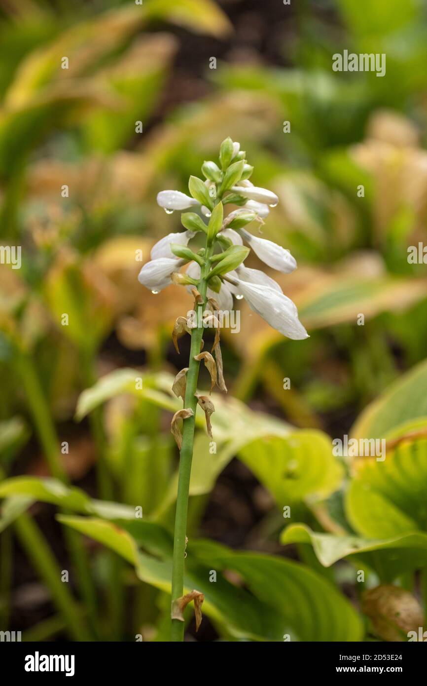 Hosta Plantaginea var Japonica autumn foliage/flowers showing patterns ...