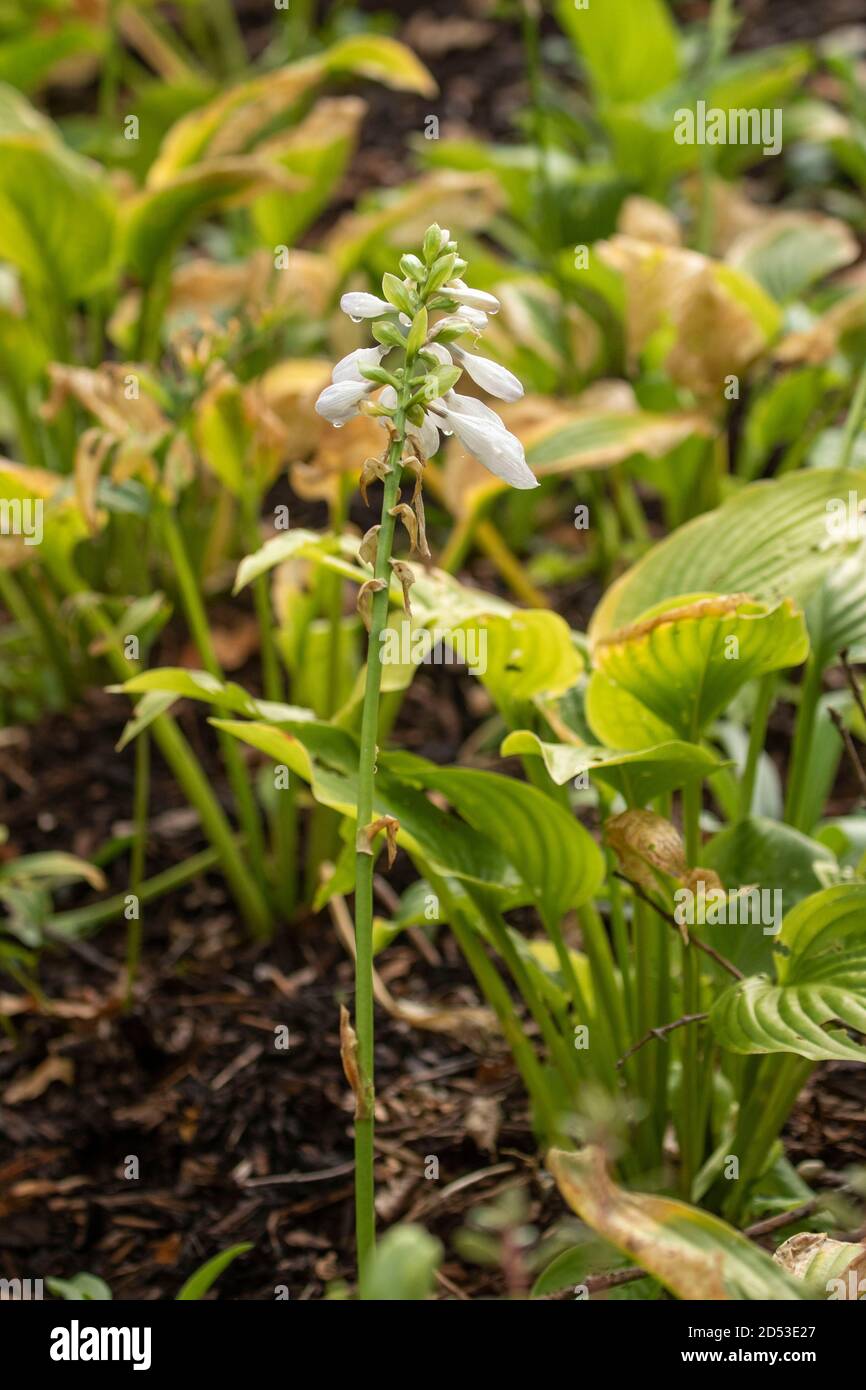 Hosta Plantaginea var Japonica autumn foliage/flowers showing patterns ...