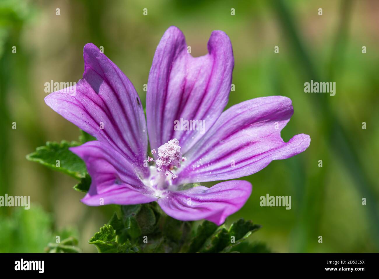 Close up of a common mallow (malva sylvestris) flower in bloom Stock ...
