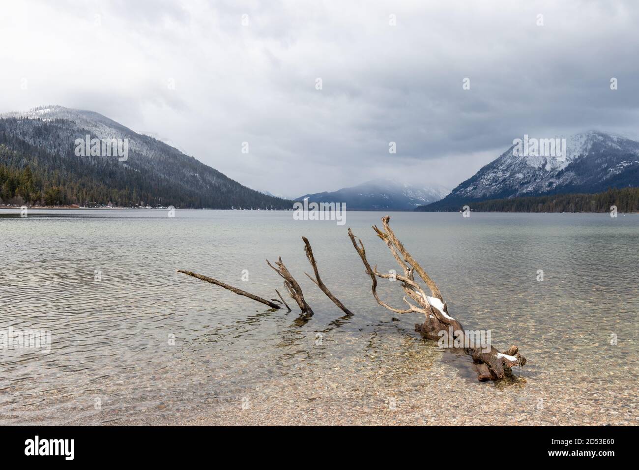 Tree Trunk in Lake in Winter with Snow Stock Photo - Alamy