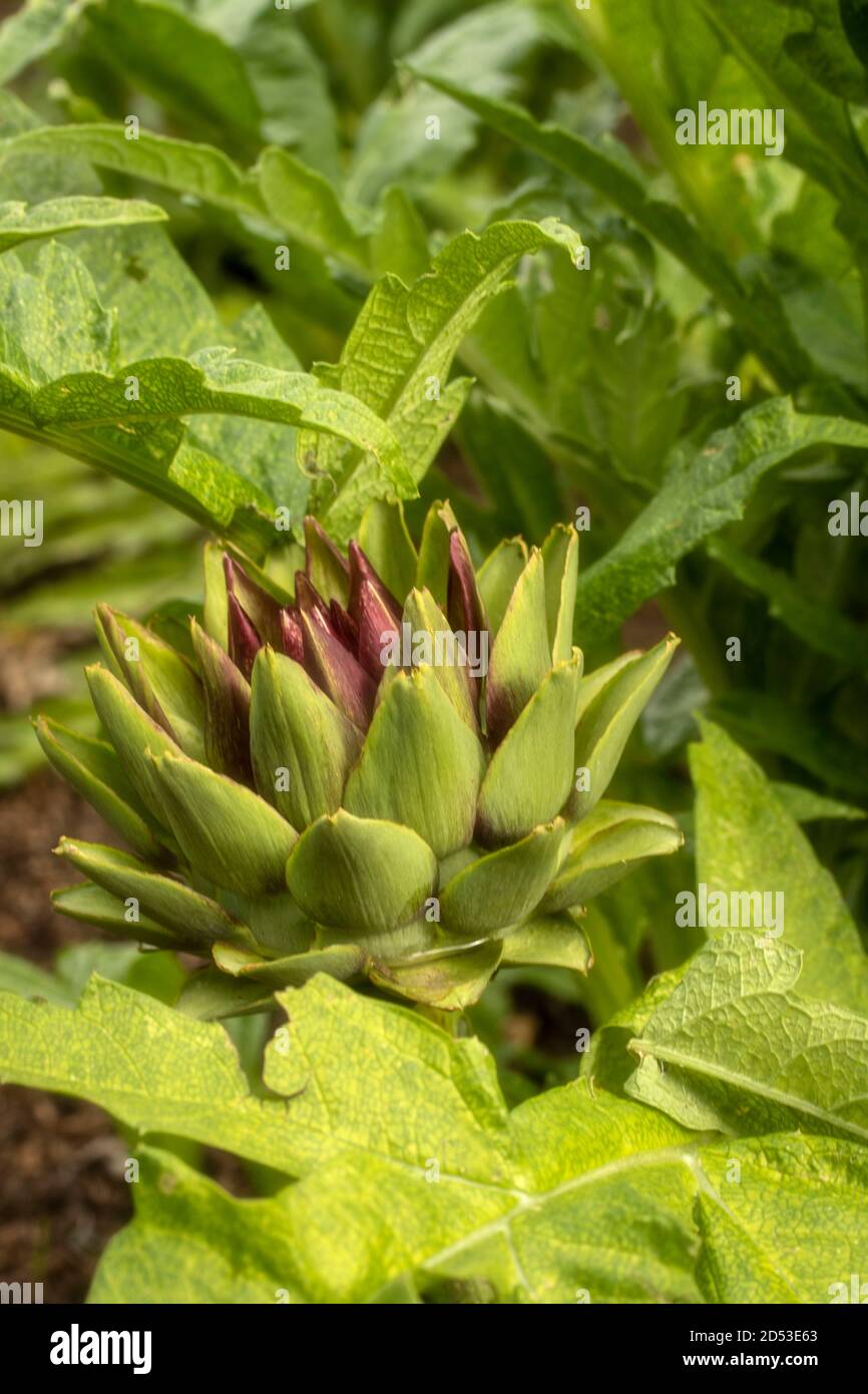 Ornamental Artichokes High Resolution Stock Photography and Images - Alamy