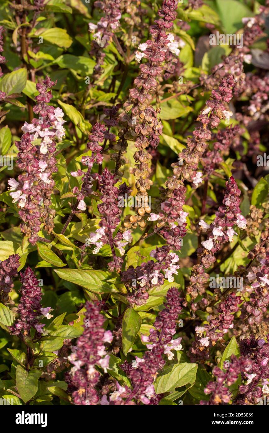 Reddish purple stems and leaves hi-res stock photography and images - Alamy