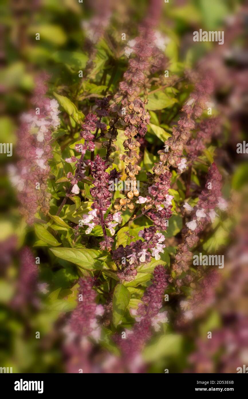 Basil 'Cinnamon Dark Red' garden herb Stock Photo - Alamy