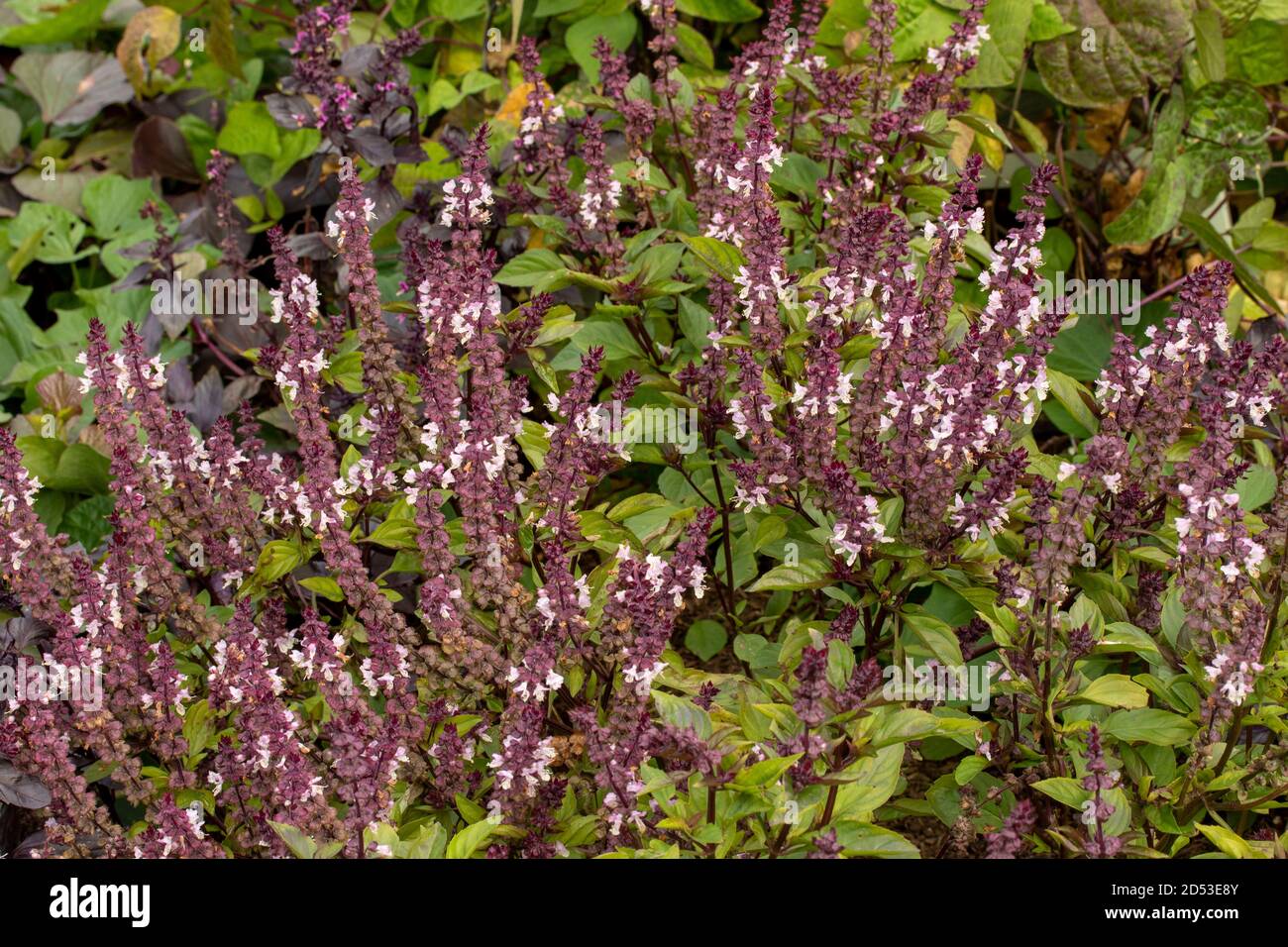 Reddish purple stems and leaves hi-res stock photography and images - Alamy