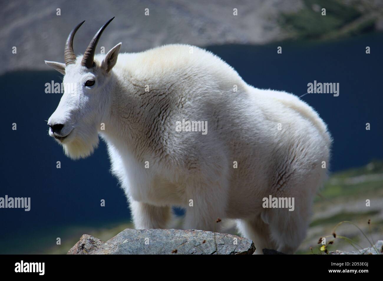 Mountain goat in Colorado Stock Photo - Alamy