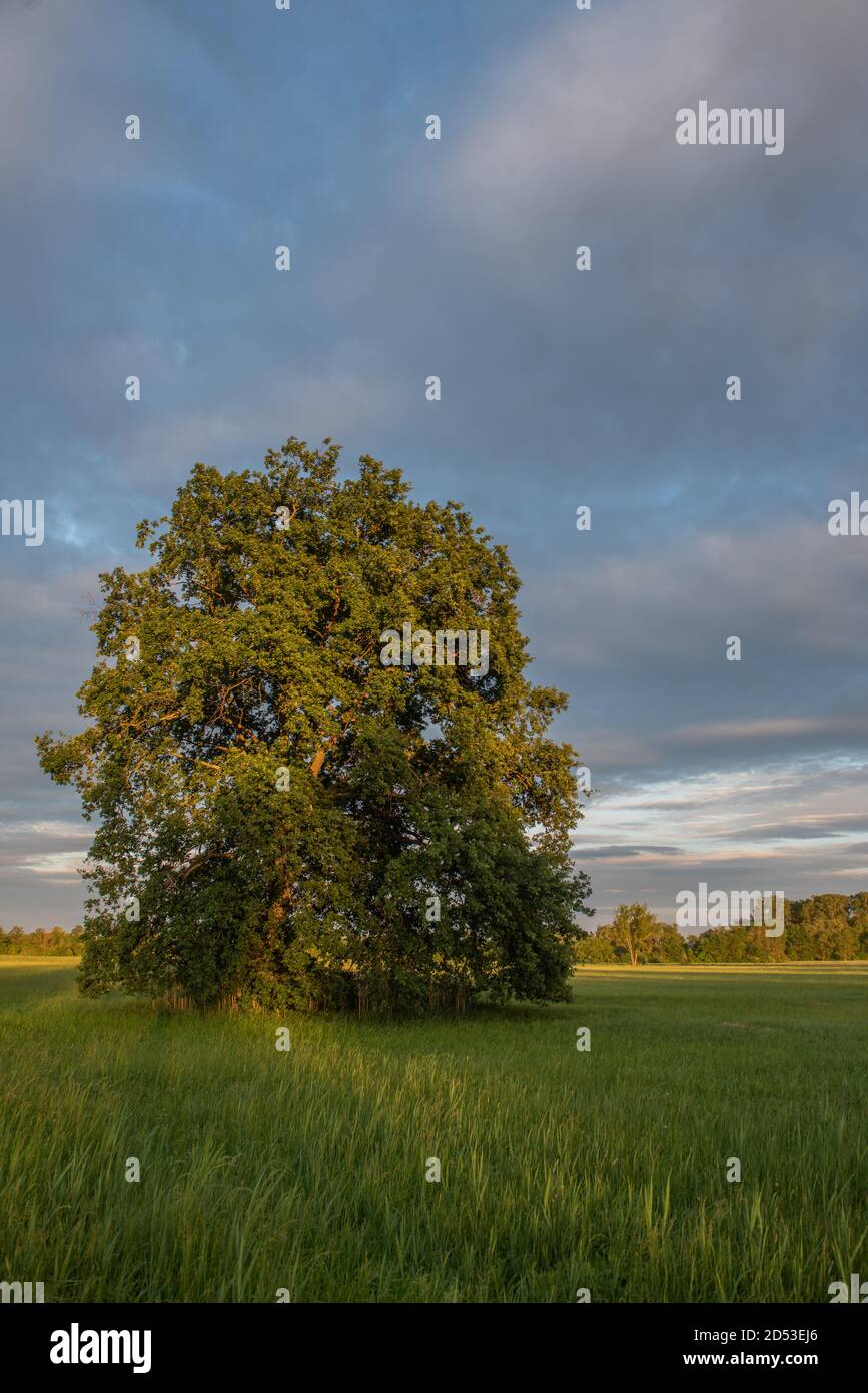 Large oak tree in a meadow on a spring evening in the French ...