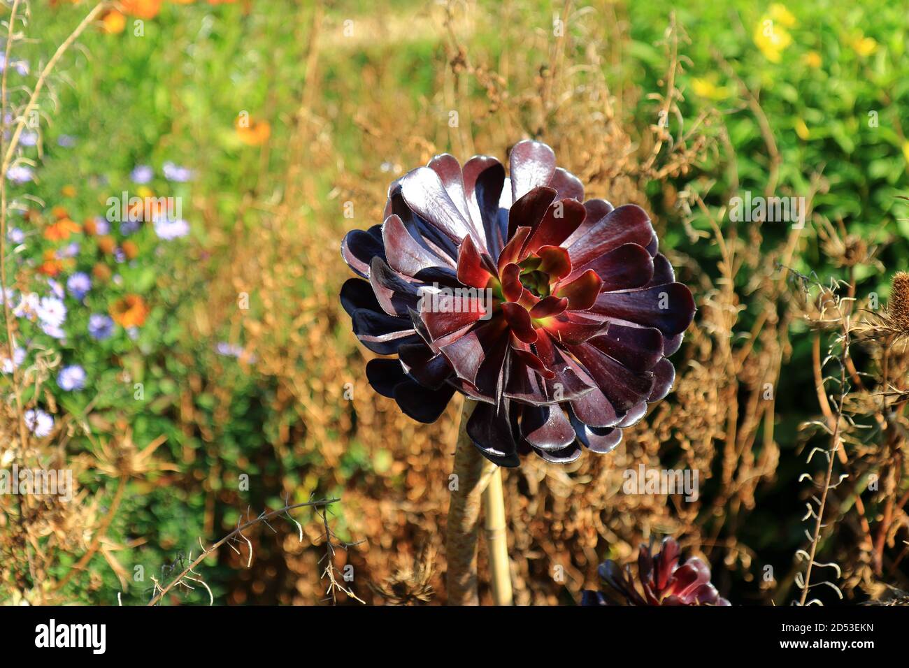 A single Deep purple Aeonium arboreum atropurpureum Stock Photo - Alamy