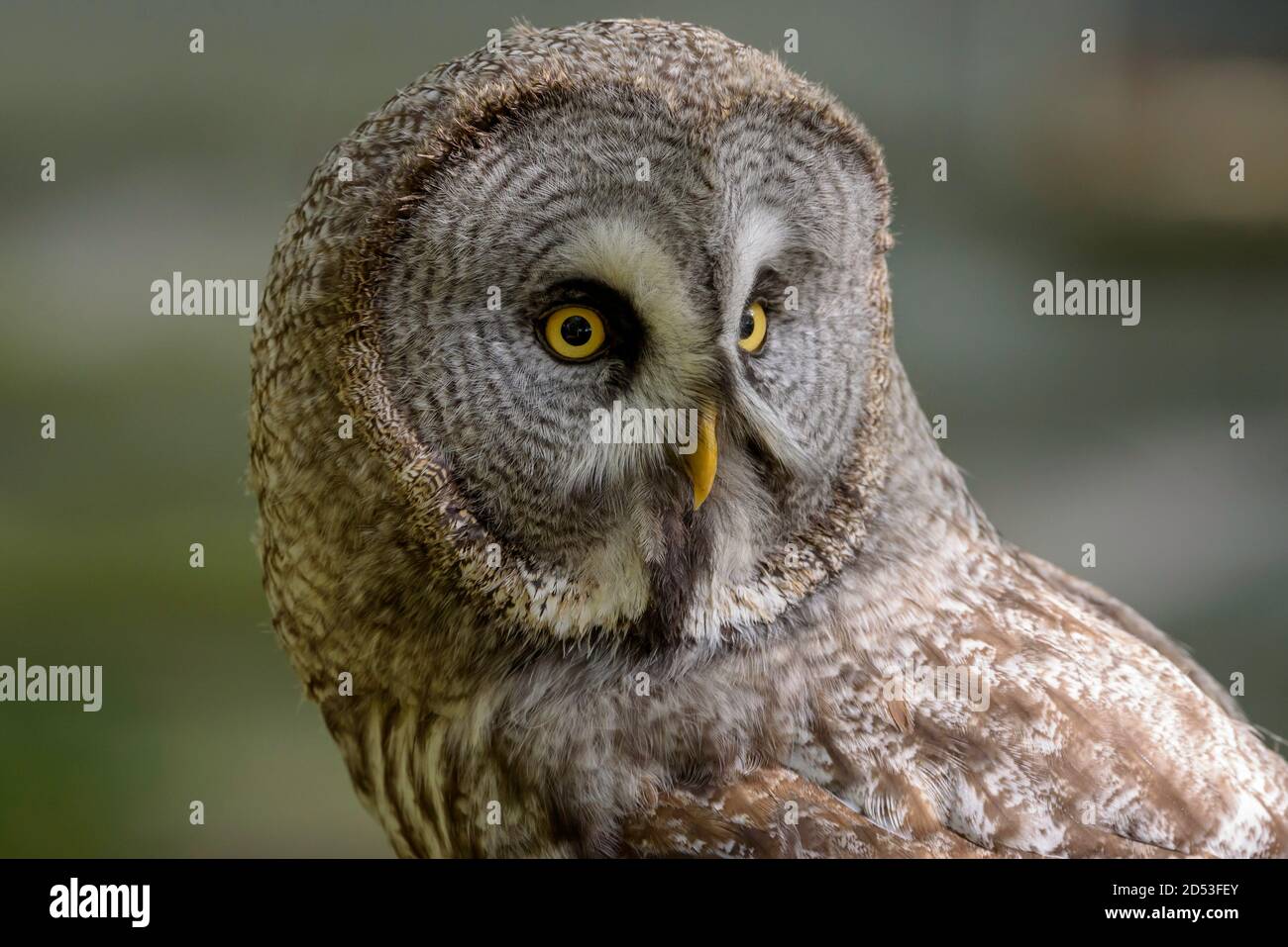 The great grey owl or great gray owl (Strix nebulosa) is a very large ...