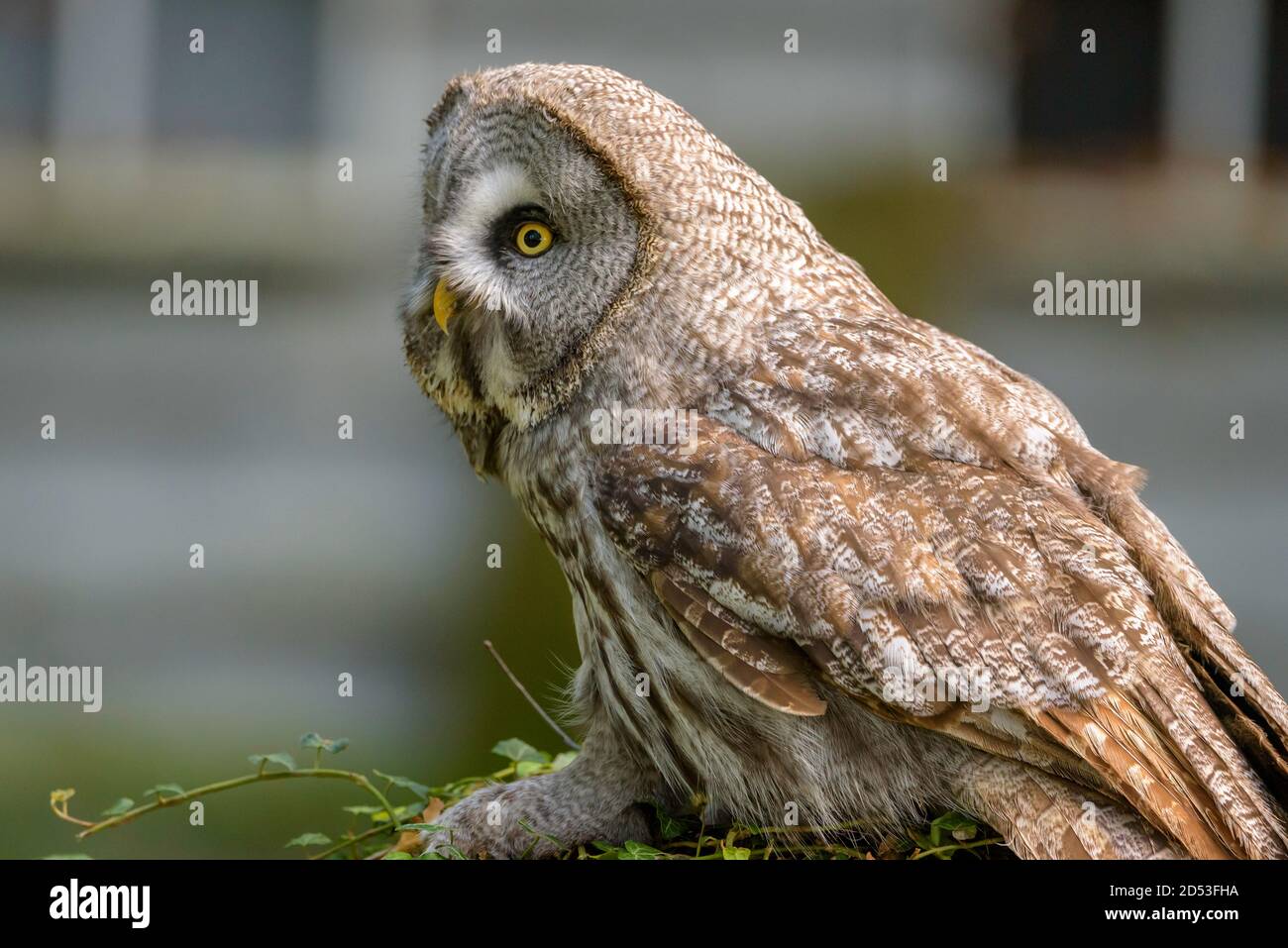 The great grey owl or great gray owl (Strix nebulosa) is a very large ...