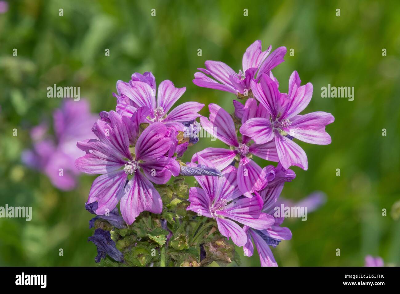 Close up of common mallow (malva sylvestris) flowers in bloom Stock ...