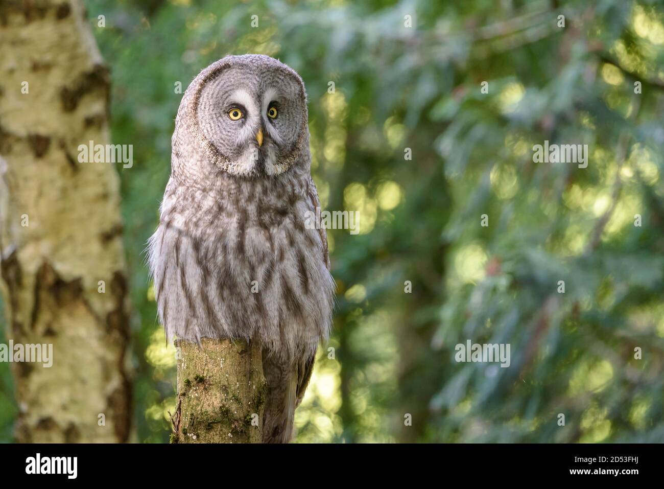 Largest species of owl hi-res stock photography and images - Alamy