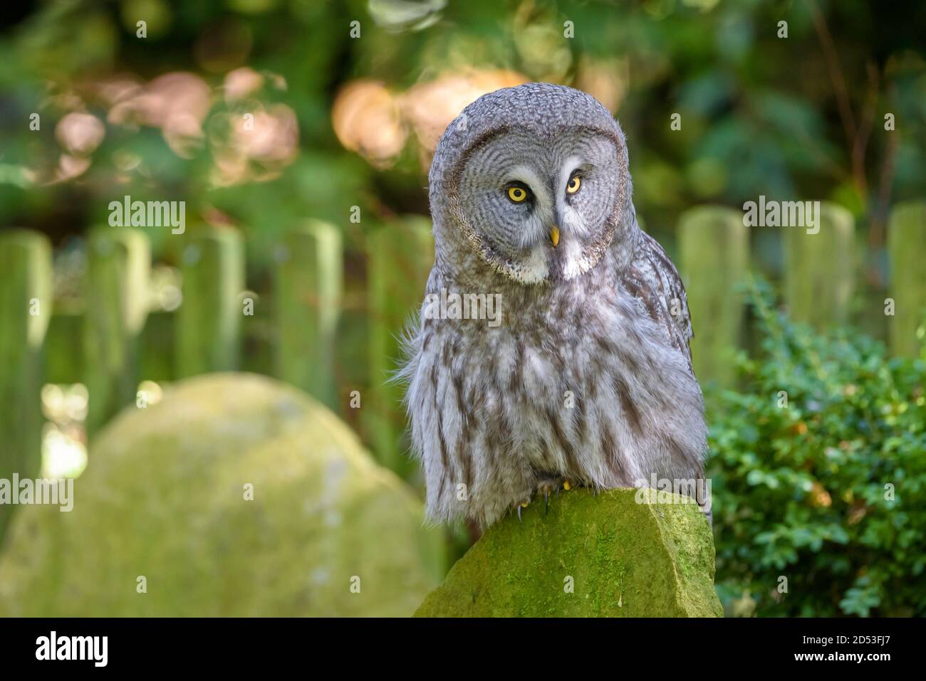 The great grey owl or great gray owl (Strix nebulosa) is a very large ...