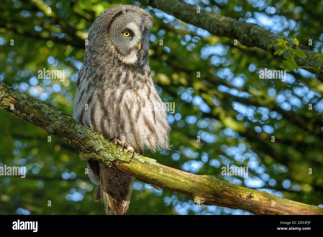 Worlds largest species of owl hi-res stock photography and images - Alamy