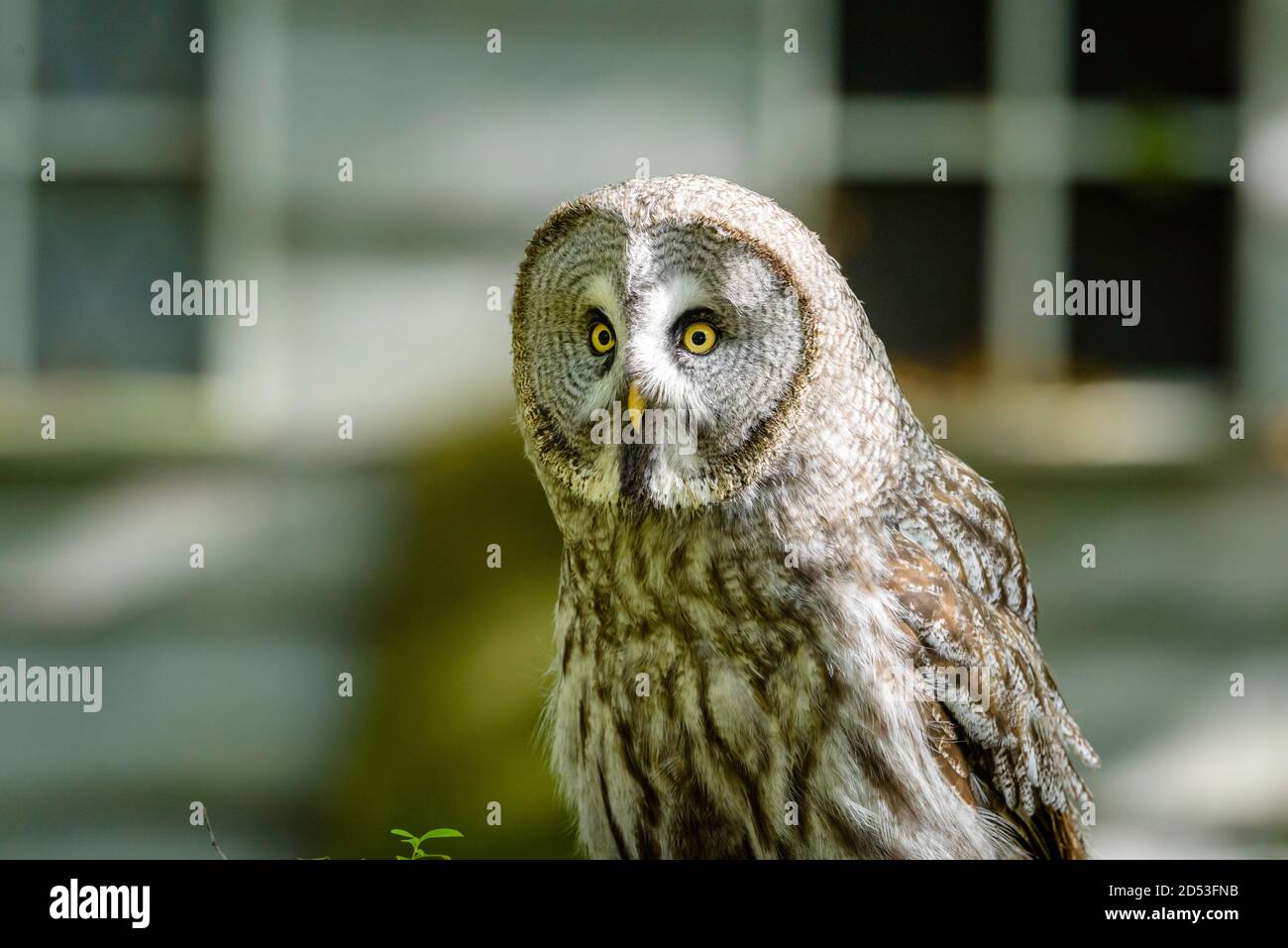 The great grey owl or great gray owl (Strix nebulosa) is a very large ...