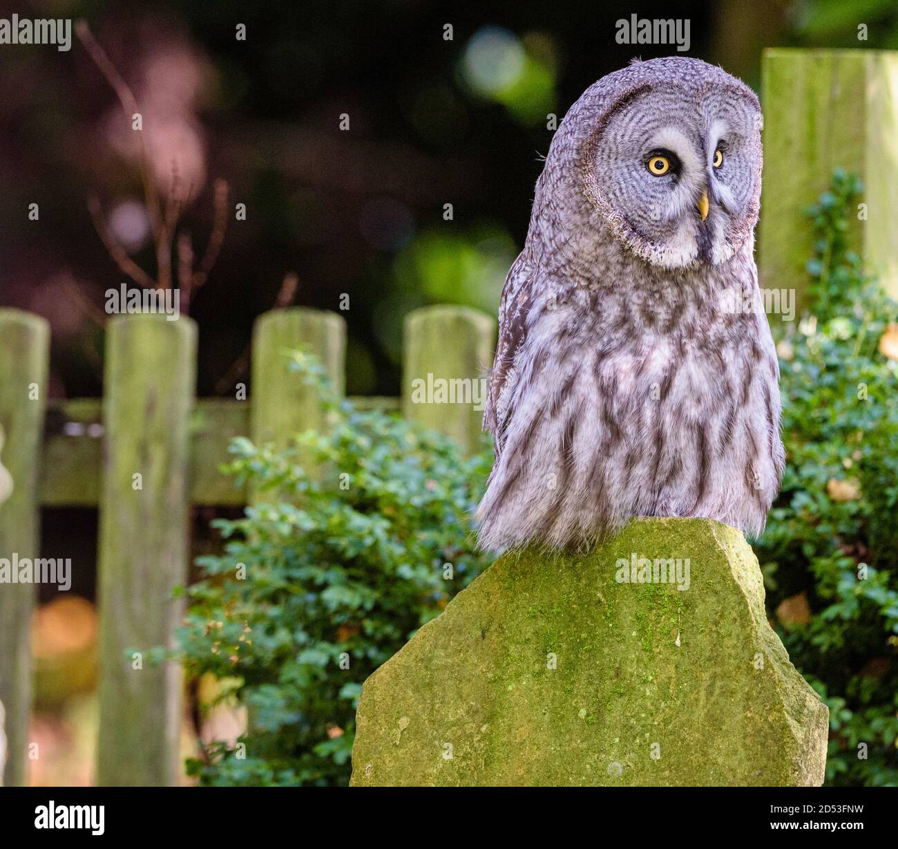 Worlds largest owl species hi-res stock photography and images - Alamy