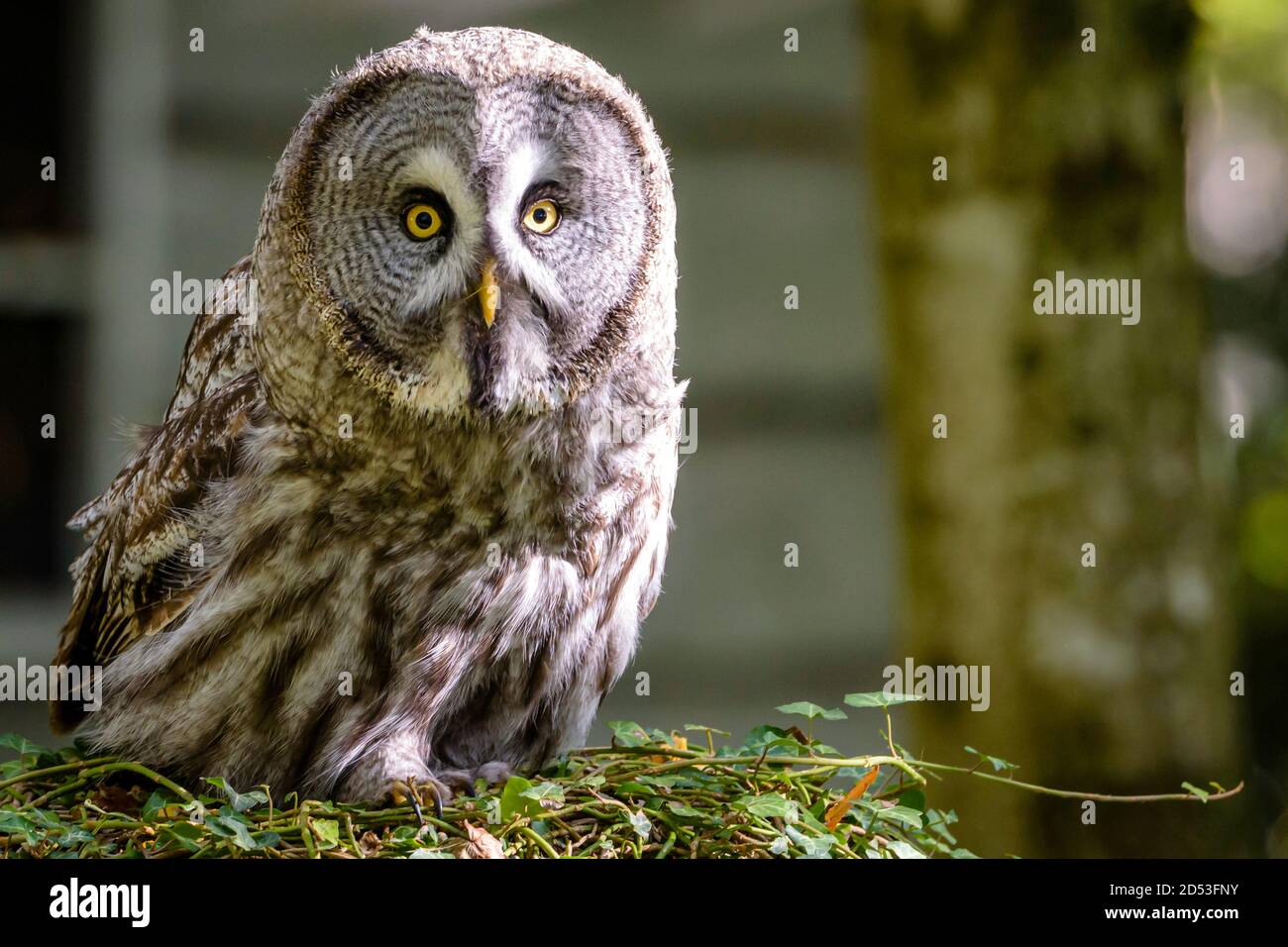 Largest Species Of Owl High Resolution Stock Photography and Images - Alamy