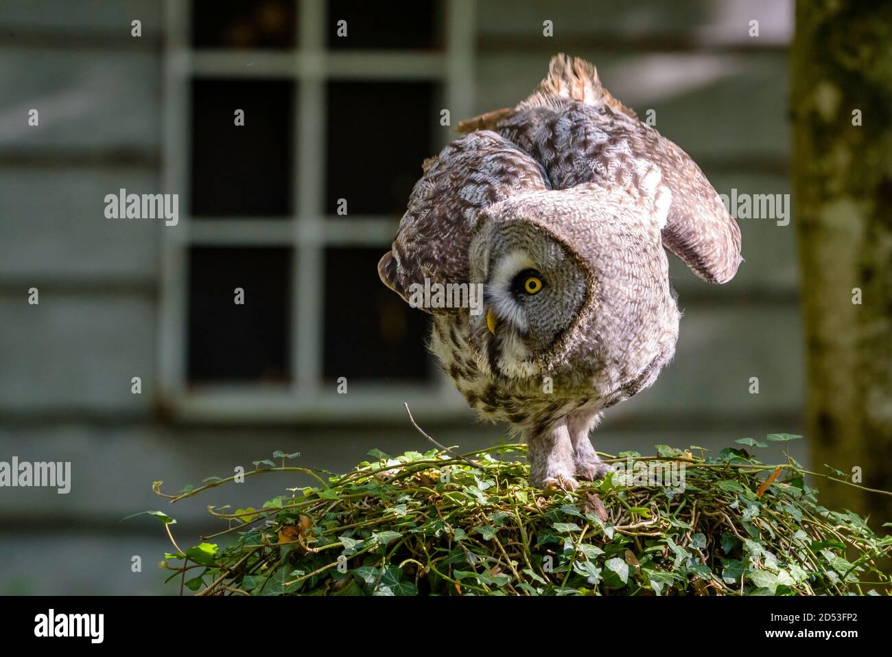 The great grey owl or great gray owl (Strix nebulosa) is a very large ...