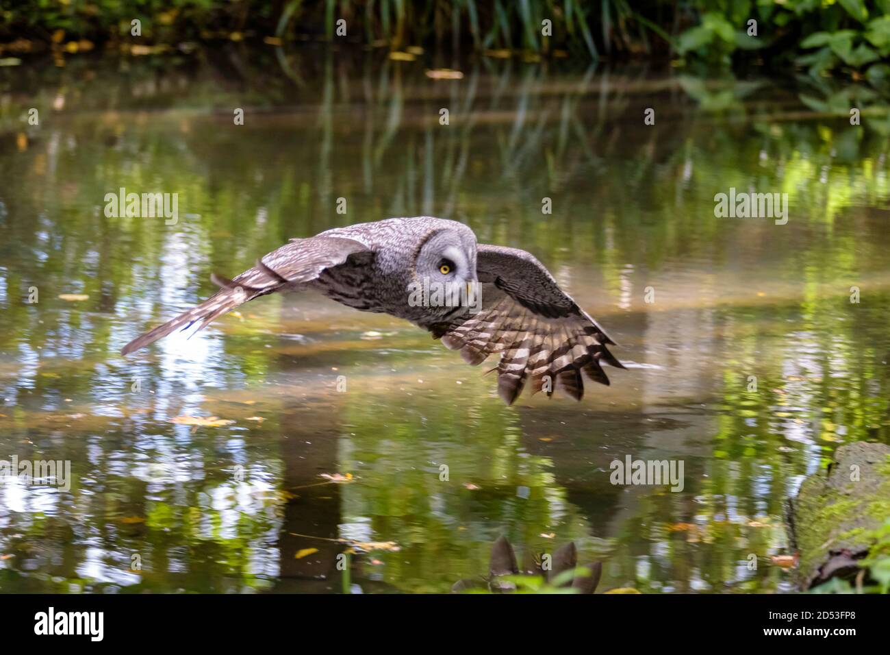 The great grey owl or great gray owl (Strix nebulosa) is a very large ...