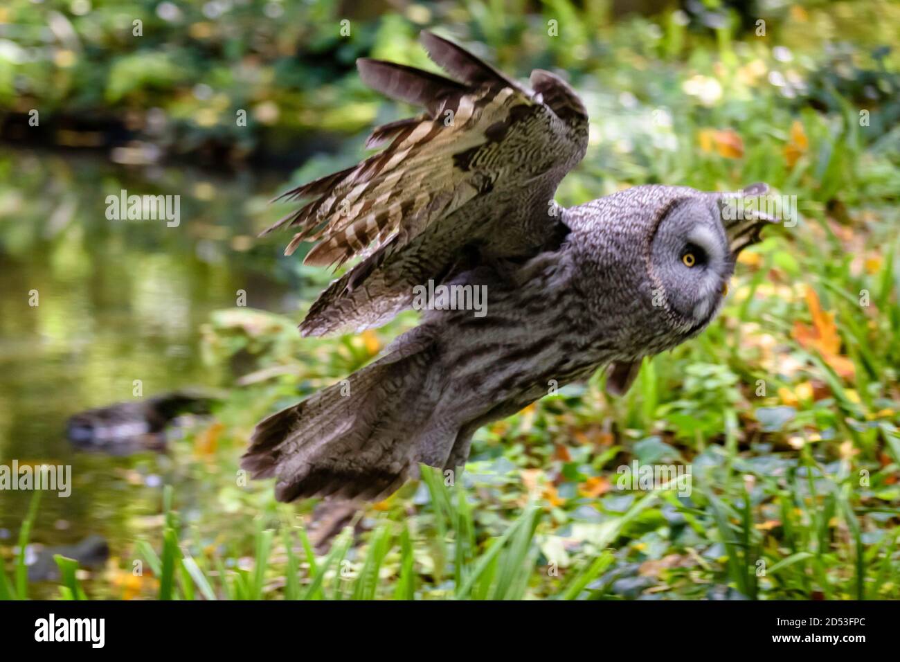 The great grey owl or great gray owl (Strix nebulosa) is a very large ...
