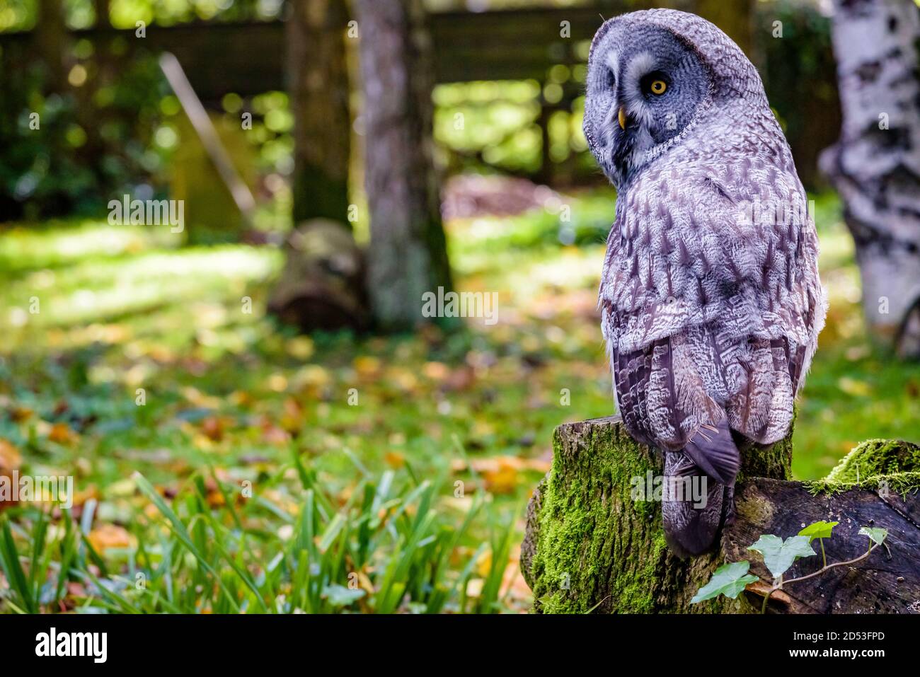 The great grey owl or great gray owl (Strix nebulosa) is a very large ...