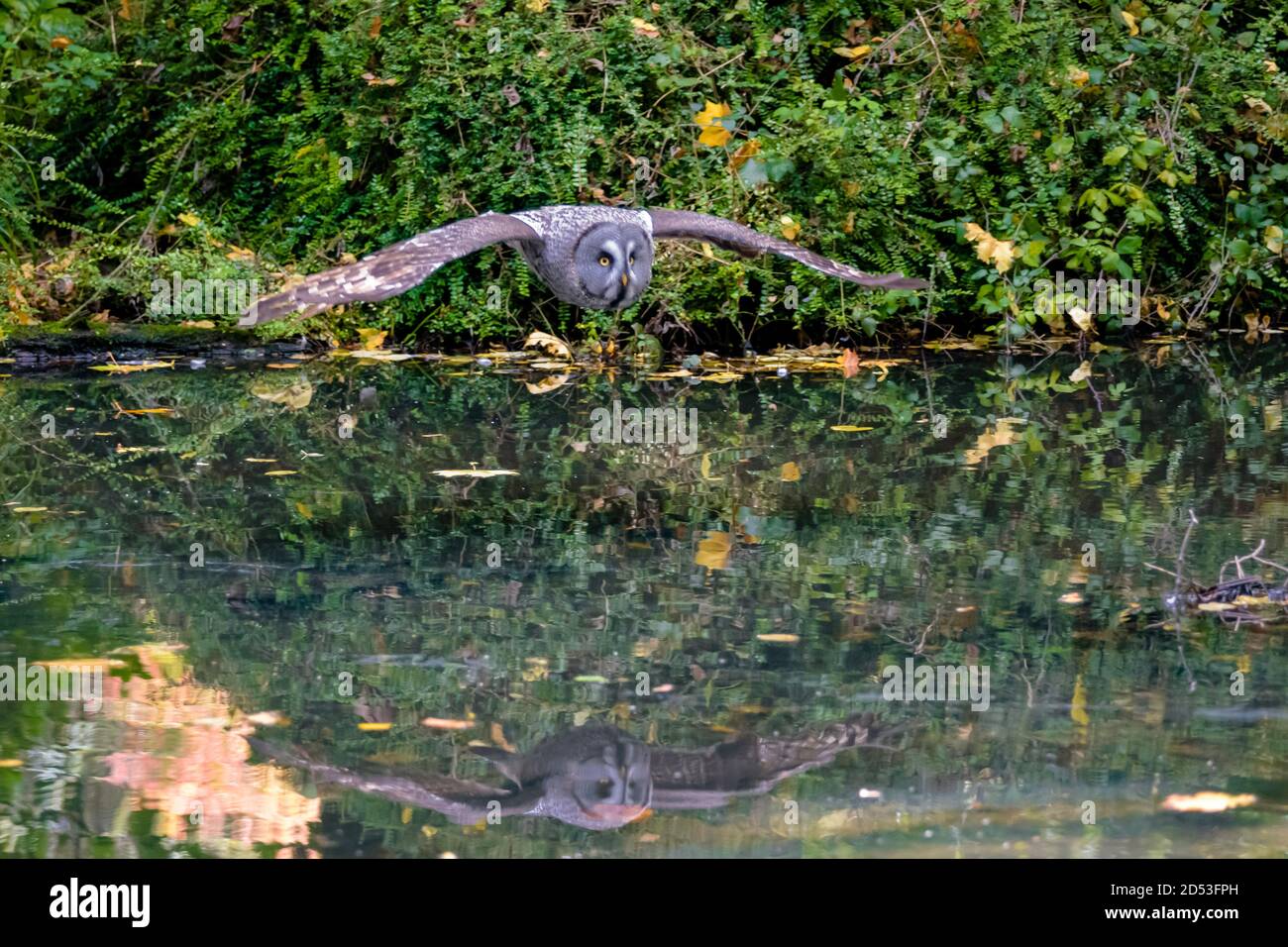 The great grey owl or great gray owl (Strix nebulosa) is a very large ...