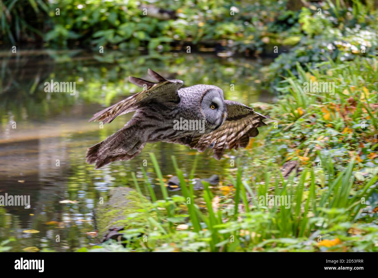The great grey owl or great gray owl (Strix nebulosa) is a very large ...