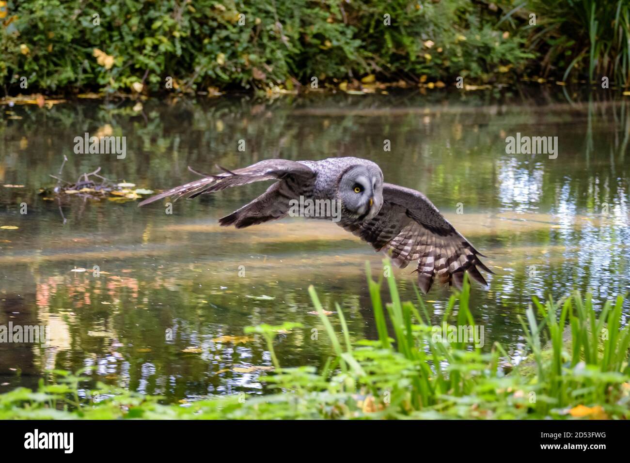 The great grey owl or great gray owl (Strix nebulosa) is a very large ...