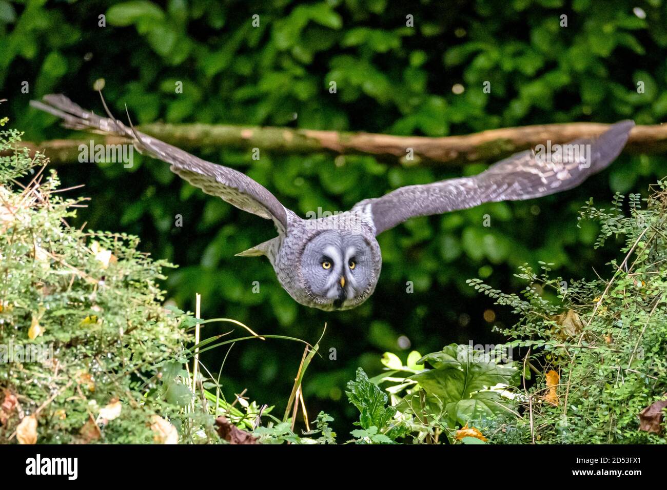 The great grey owl or great gray owl (Strix nebulosa) is a very large ...