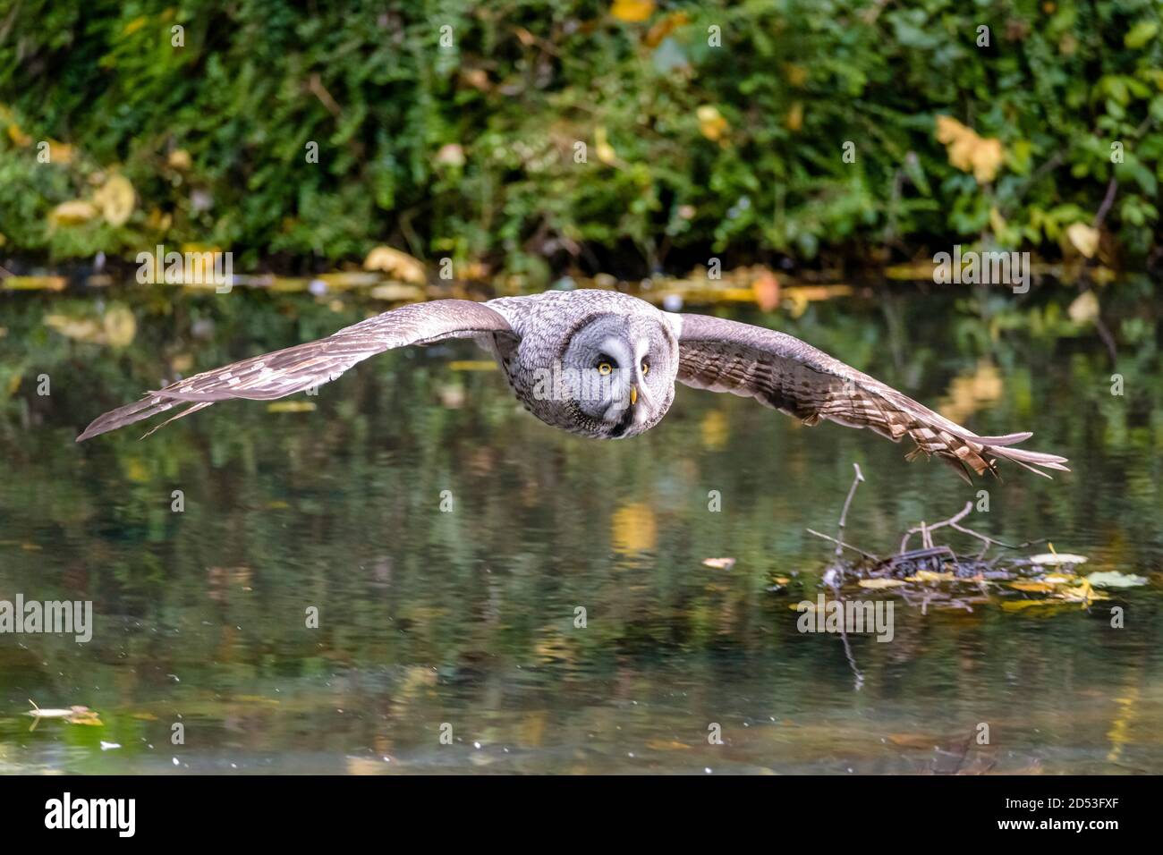 The great grey owl or great gray owl (Strix nebulosa) is a very large ...