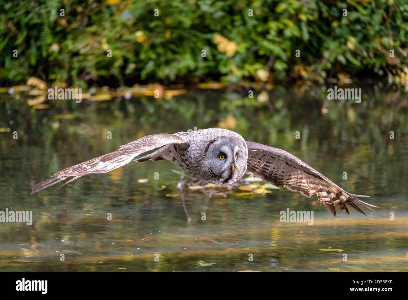 The great grey owl or great gray owl (Strix nebulosa) is a very large ...