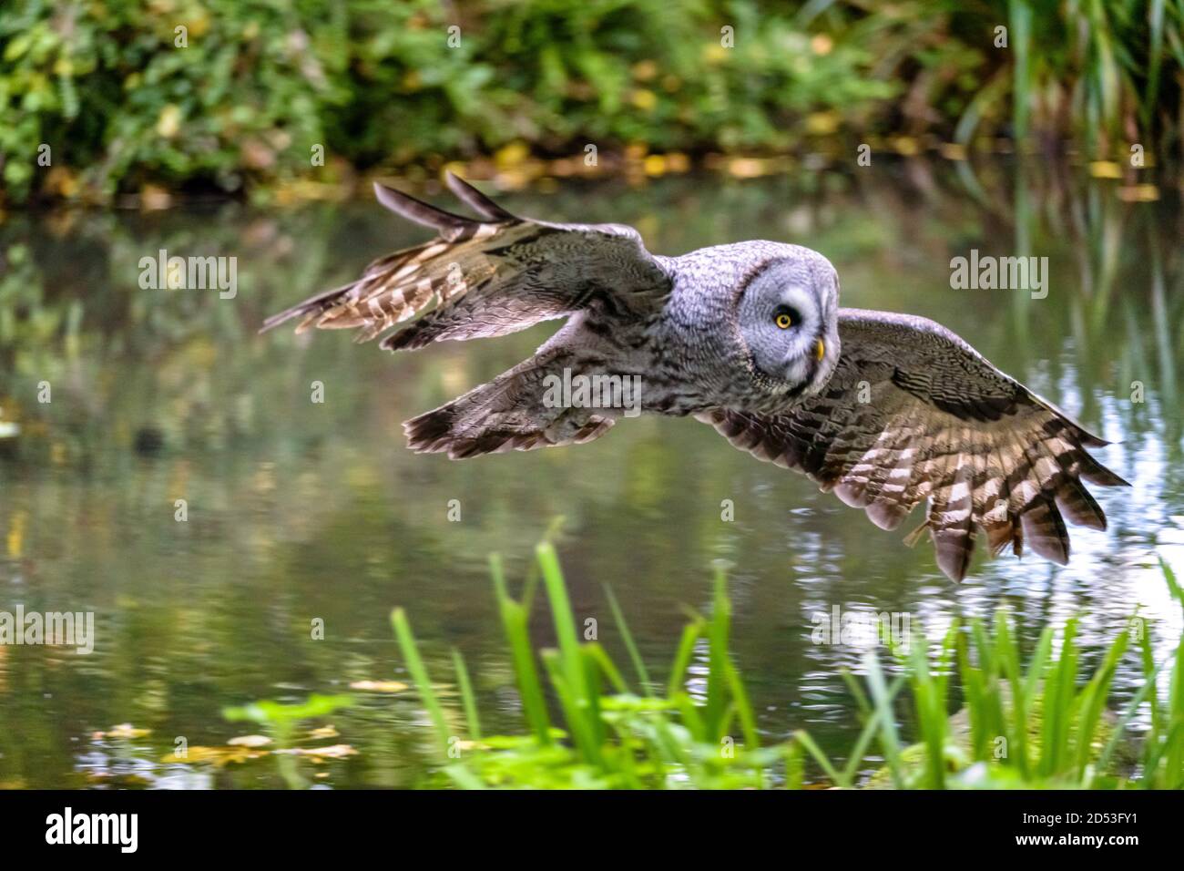 The great grey owl or great gray owl (Strix nebulosa) is a very large ...