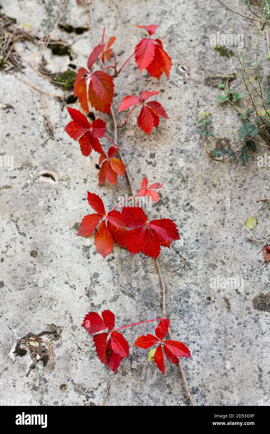 Edera hi-res stock photography and images - Alamy