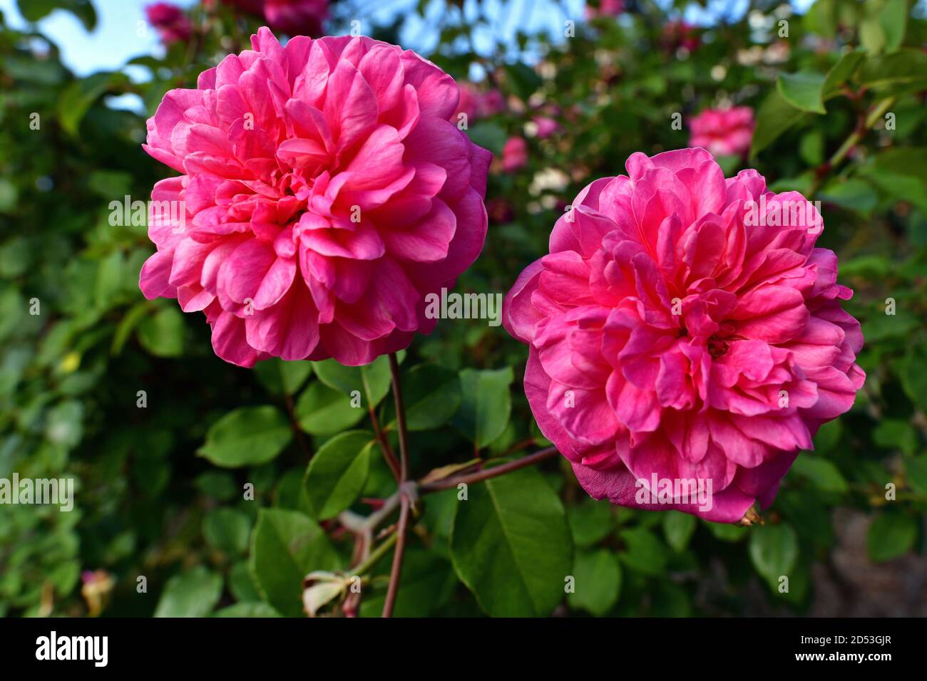 A beautiful pink rose in a spring garden Stock Photo - Alamy