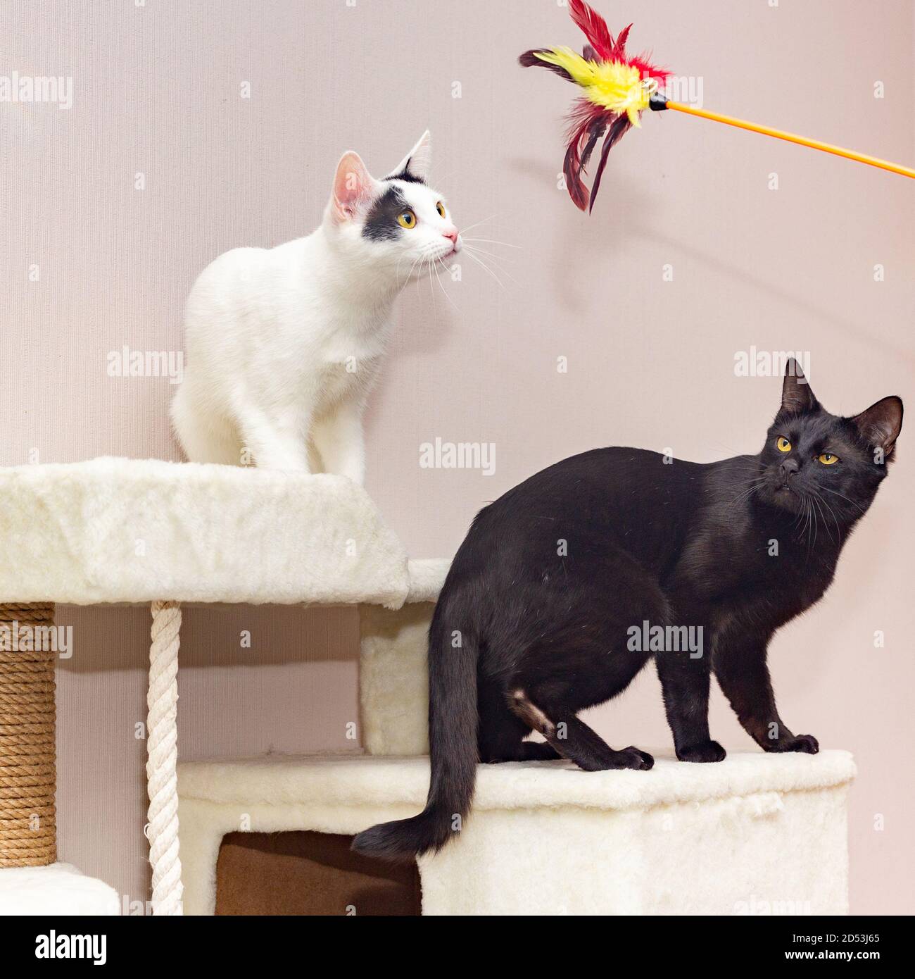 Two cats play on a special game complex for cats Stock Photo - Alamy
