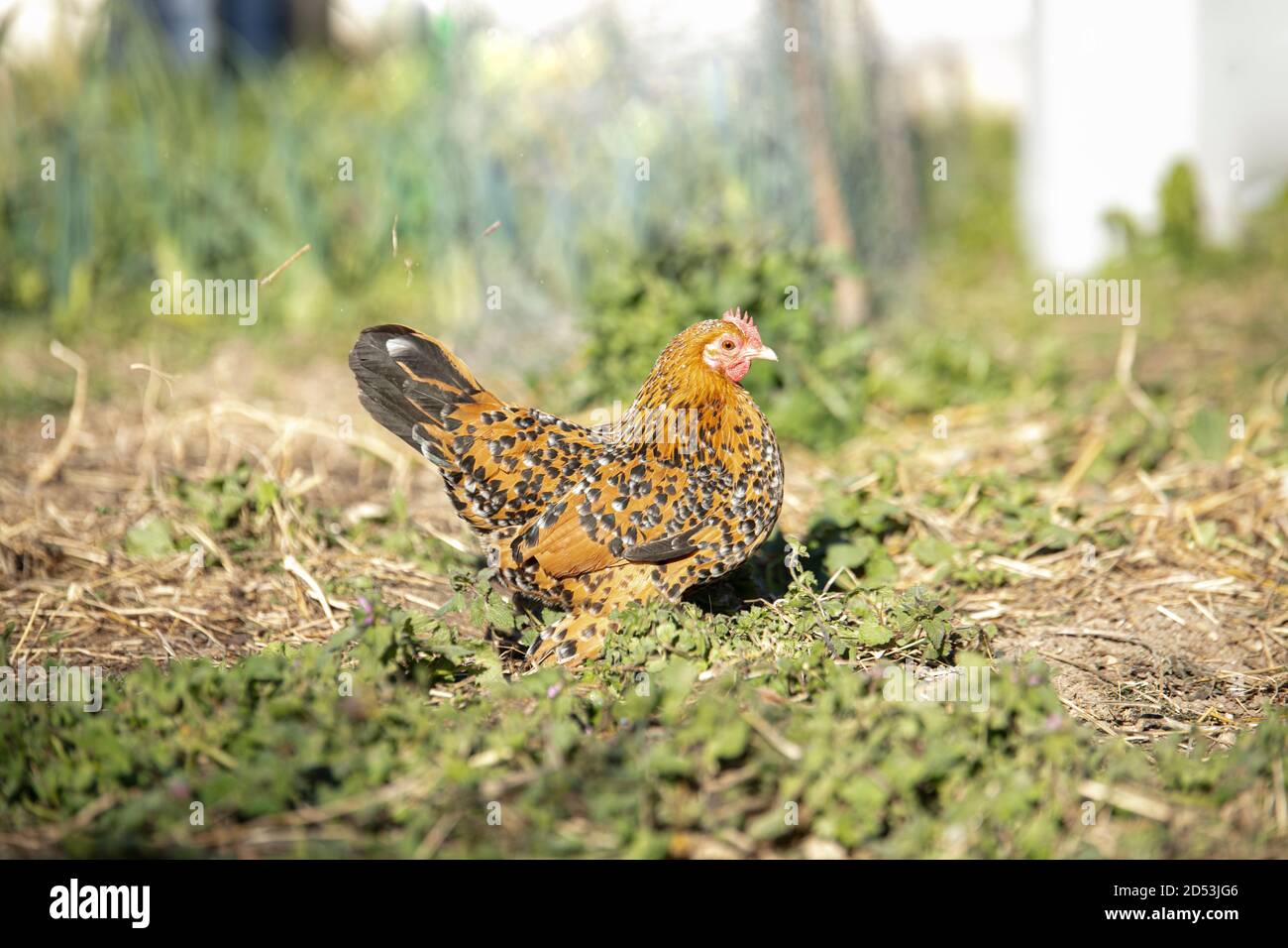 The spotted hen hi-res stock photography and images - Alamy