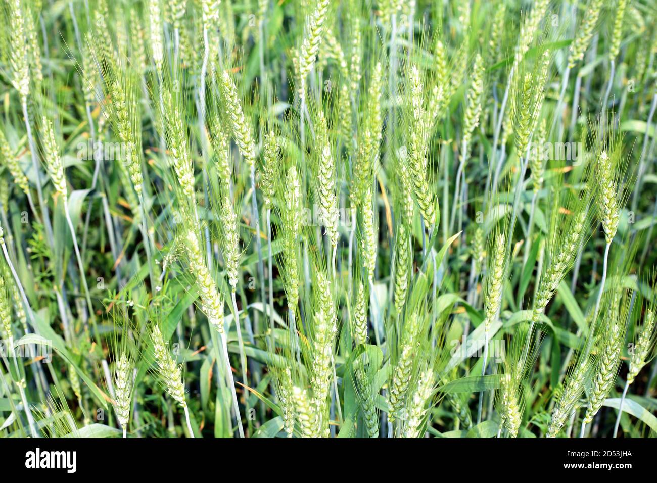 Green Wheat Plantation Field Stock Photo - Alamy