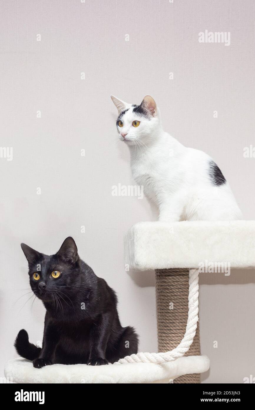 Two Black And White Cats High Resolution Stock Photography and Images ...