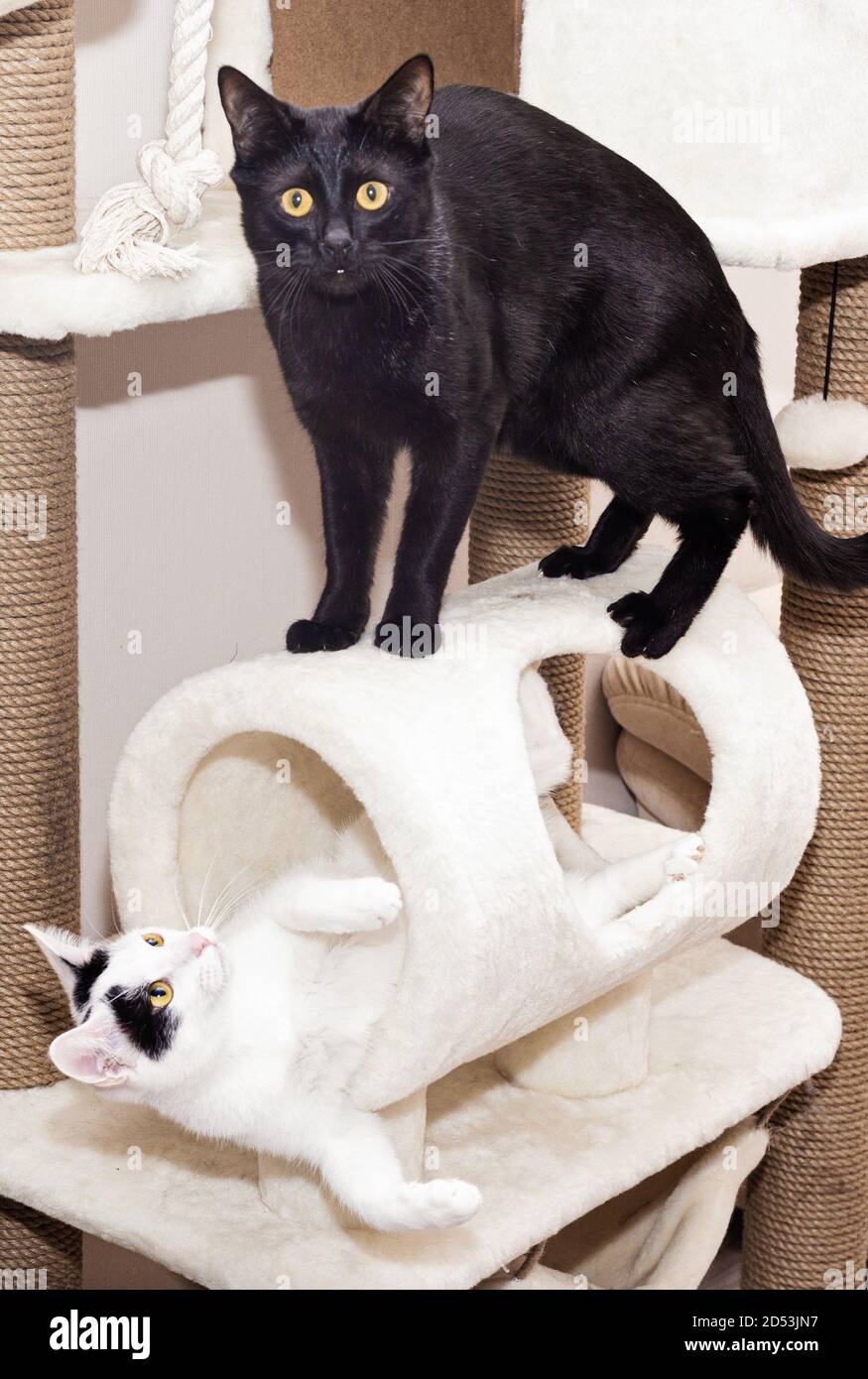 Two cats play on a special game complex for cats Stock Photo - Alamy