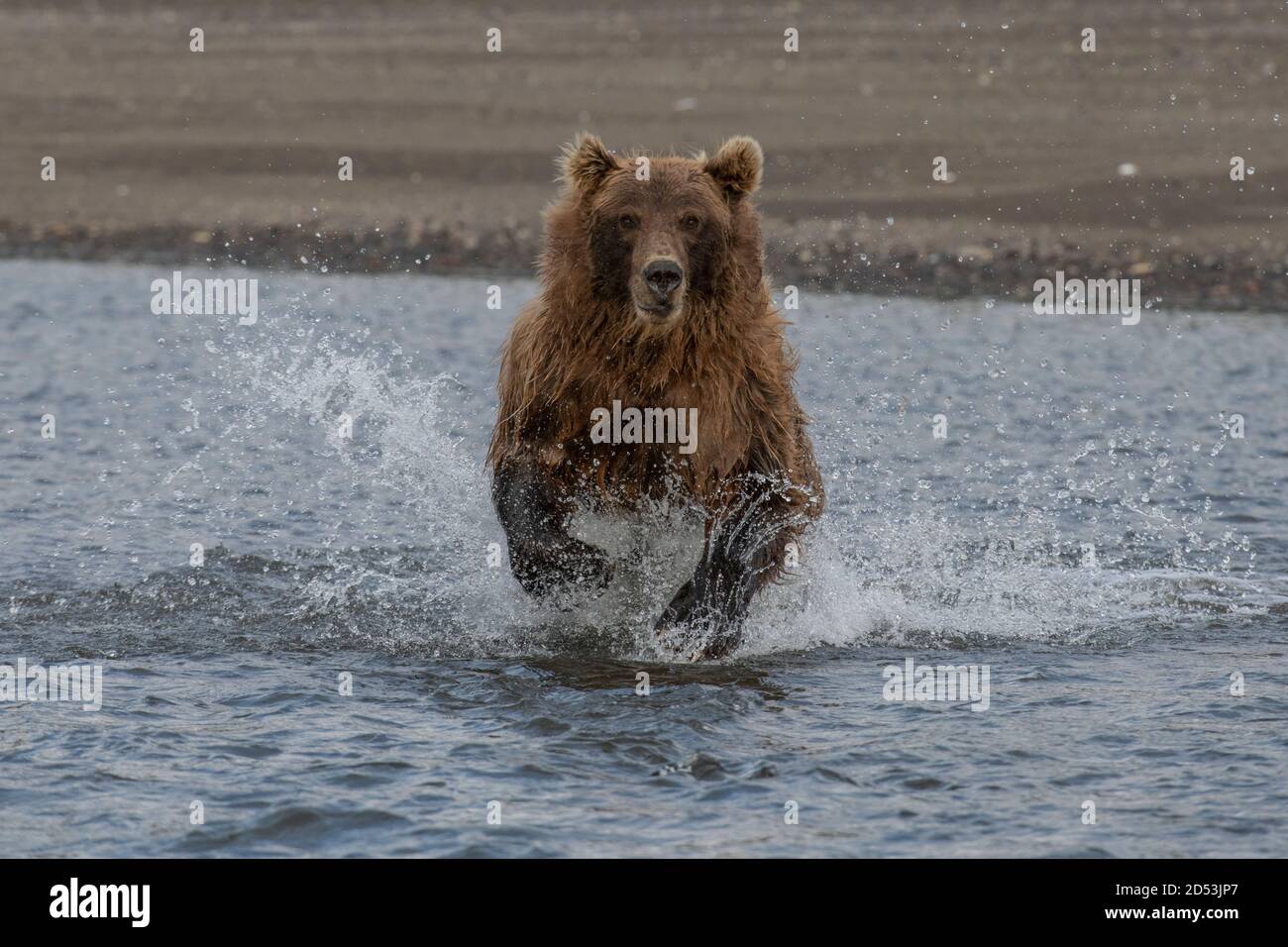 Alaska brown bear chasing fish hi-res stock photography and images - Alamy
